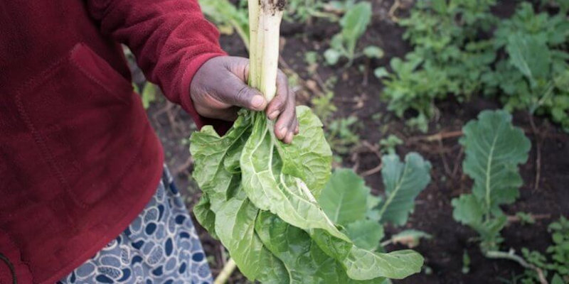 Investment firm Accion explains why it backed Nairobi-based Apollo ...